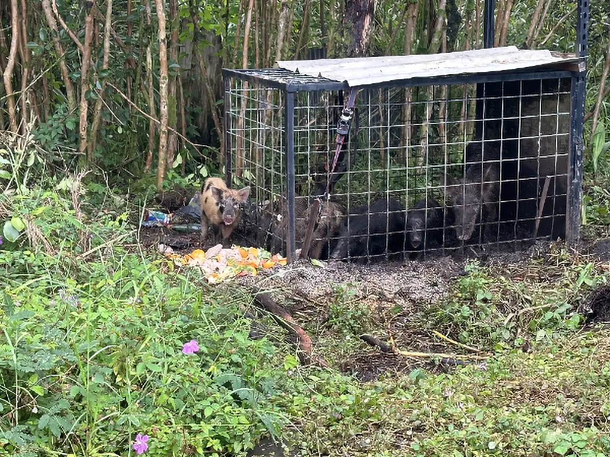 Pig Trap Rentals & Purchase - Big Island Hog Removal